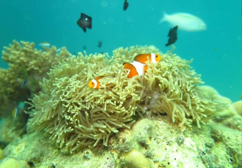 Phuket Kahung Beach (Koh Hey) & Racha Island By Speed Boat - What Makes This Tour Stand Out?