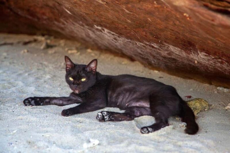 Phuket: Khai Islands Speedboat Half-Day Tour With Snorkeling - Practical Details