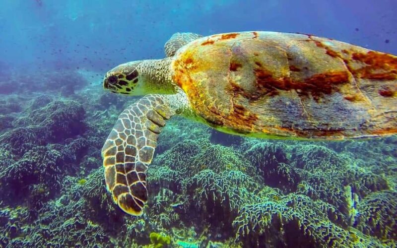 Phuket/Khao Lak: Similan Island Adventure Tour - In The Sum Up