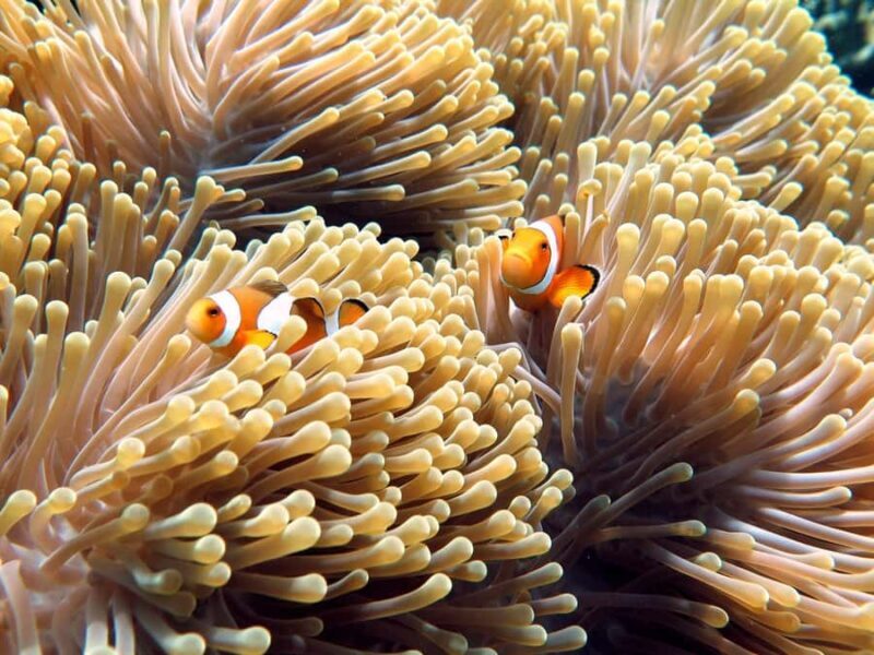 Phuket/Khaolak:Similan Islands day Trip by Luxury Speed boat - Final Thoughts