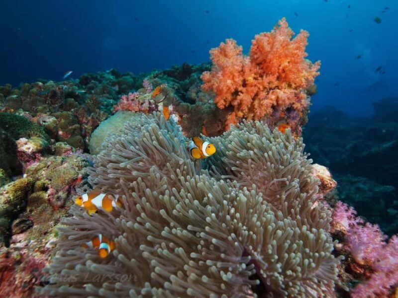 Phuket: Koh Rok and Koh Ha Day Trip (Best of Marine Park) - Key Points