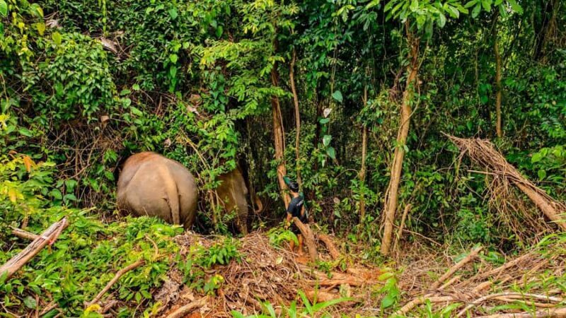 Phuket: Lily Elephant Conservation - Jungle to Sea Discovery - An Honest Look at the Elephant Experience