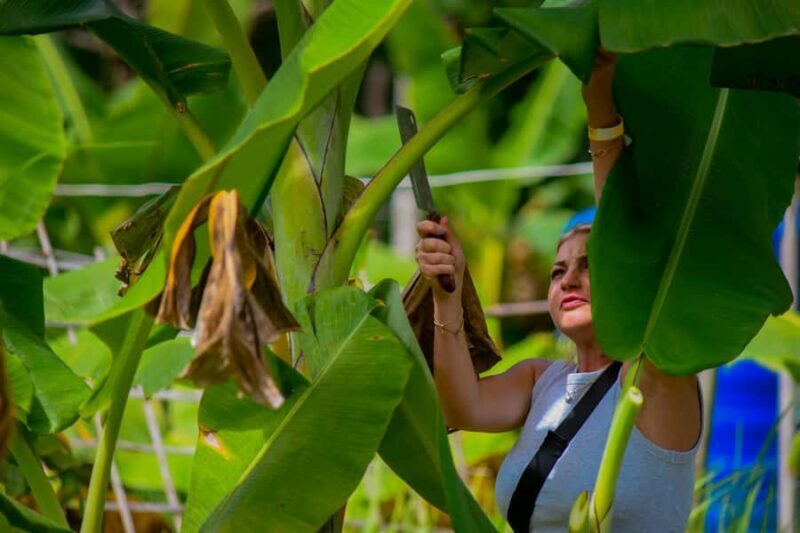 Phuket: Lily Elephant Conservation - Jungle to Sea Discovery - Authentic Reviews and Real Experiences