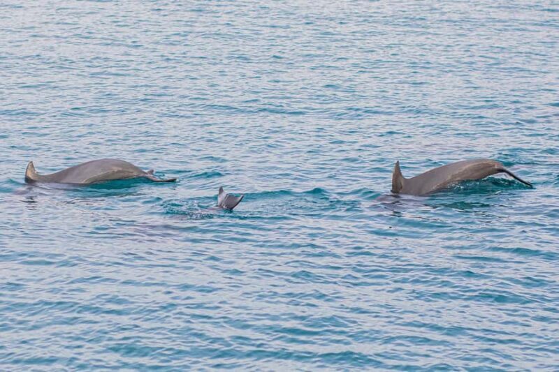 Phuket: Maiton, Coral, and Racha Island Snorkeling Trip - Practical Tips for Participants