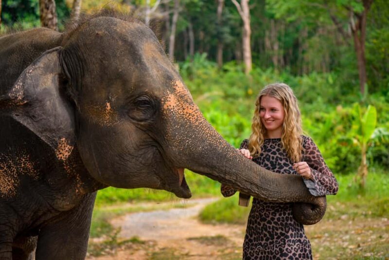 Phuket: Make & Meet The Gentle Giant Experience - Key Points
