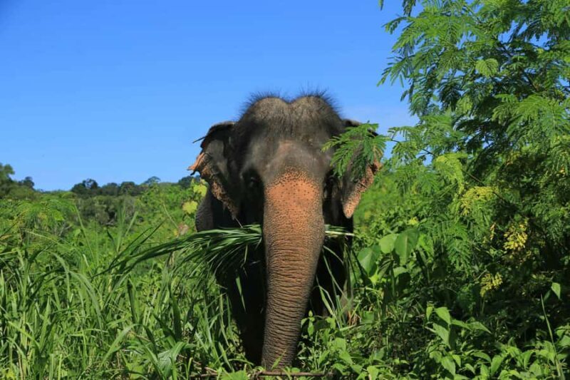 Phuket: Nature walk & Herb Ethical Wellness Elephant Tour - What to Expect from the Tour