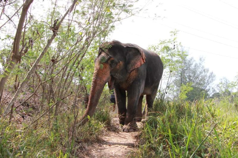Phuket: Nature walk & Herb Ethical Wellness Elephant Tour - What Reviewers Are Saying