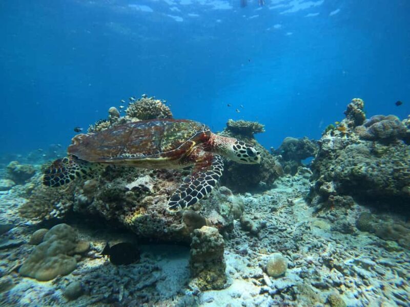 Phuket or Khaolak: Surin Islands 1 or 2-day Snorkeling Tour - Authenticity and What Travelers Say