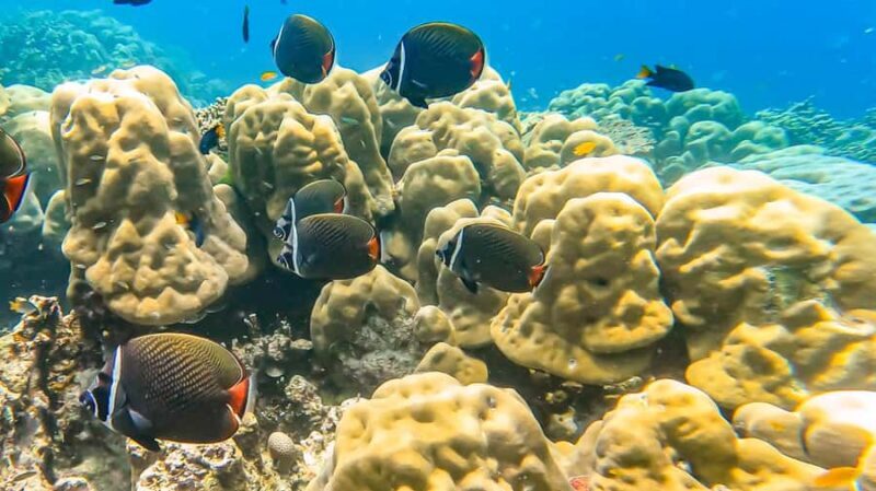 Phuket or Khaolak: Surin Islands 1 or 2-day Snorkeling Tour - Is This Tour Right for You?