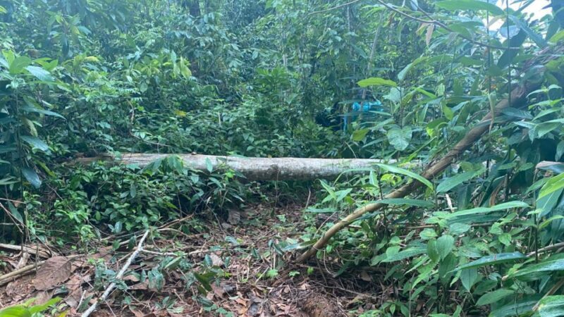 Phuket: Patong Ethical Elephant Sanctuary Tour with Transfer - Authentic Experiences and Real Reviews