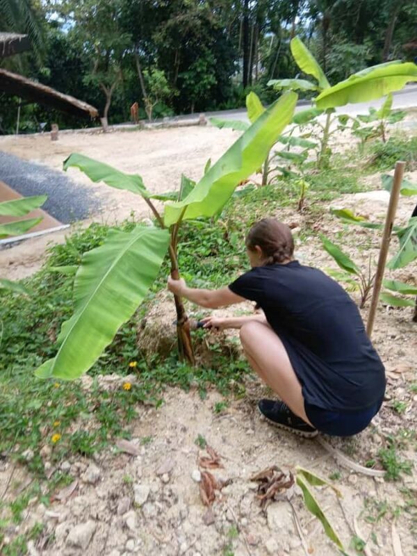Phuket: Patong Ethical Elephant Sanctuary Tour with Transfer - FAQ