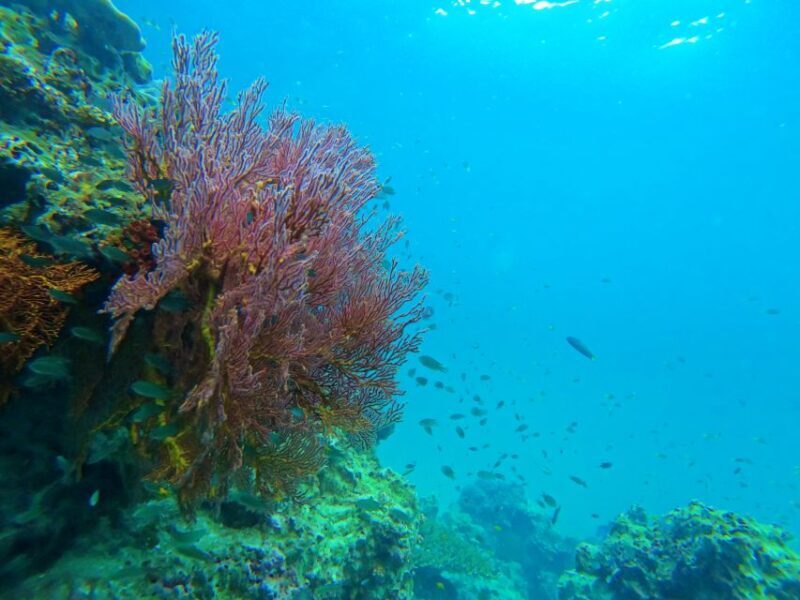 Phuket: Phi Phi & Bamboo Island by Speedboat - Considerations and Tips for Travelers