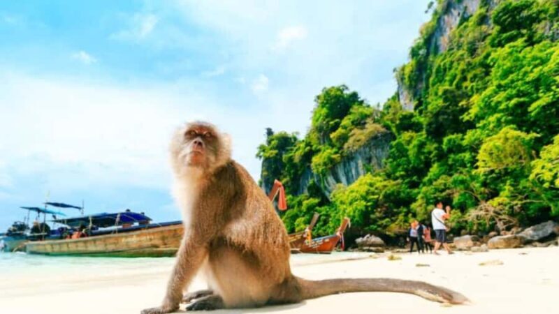 Phuket: Phi Phi Islands, Bamboo Island and Pileh Lagoon Trip - Final Thoughts