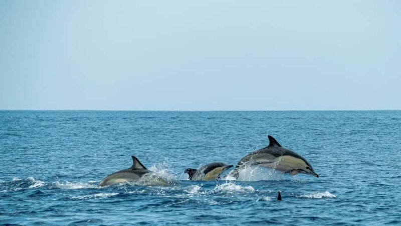 Phuket: Phi Phi Islands Day Trip with Meals & Transfer - The Value and Overall Experience