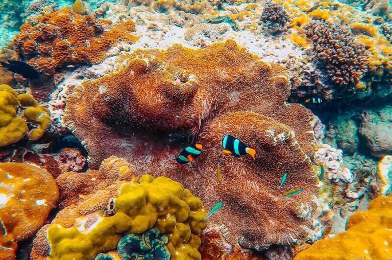 Phuket: Phi Phi Islands Gold Class Cruise & Snorkeling Tour - FAQ