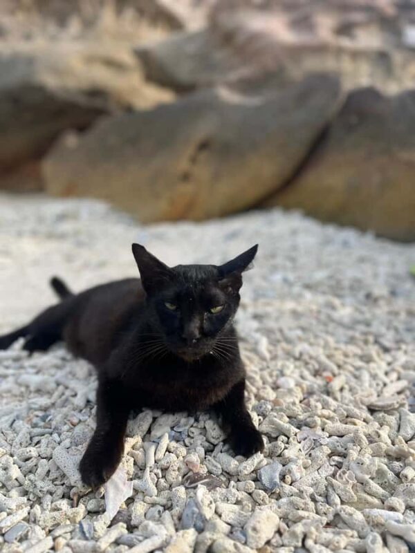 Phuket: Phi Phi Islands & Maya Bay Speedboat - Return Journey and Drop-offs