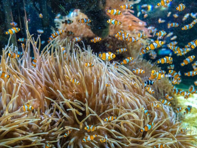 Phuket: Phi Phi, Maya, Khai or Maiton or Bamboo Island Tour - What Makes This Tour Special?