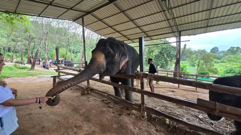 Phuket: Phuket Elephant Care Sanctuary ECO Tour - The Itinerary Breakdown