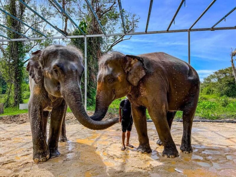 Phuket: Phuket Elephant Care Sanctuary ECO Tour - Analyzing The Value