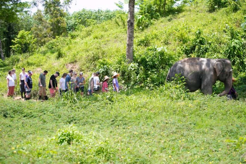 Phuket: Phuket Elephant Sanctuary, Wat Chalong & more - The Practicalities