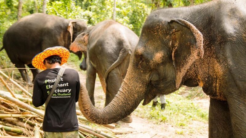 Phuket: Phuket Elephant Sanctuary, Wat Chalong & more - Final Thoughts