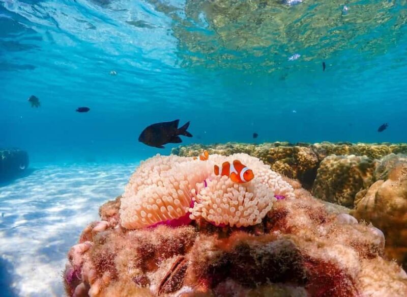 Phuket: Racha Noi & Maiton Catmaran Tour with Beach Picnic - Authentic Experiences and Positive Feedback