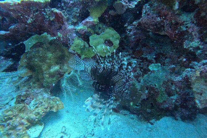 Phuket Racha PADI Discover Scuba Diving 2 Dives and GoPro - Who This Tour Is Best For