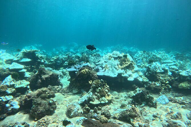 Phuket Racha PADI Discover Scuba Diving 2 Dives and GoPro - The Sum Up: A Solid Introduction with Lasting Memories