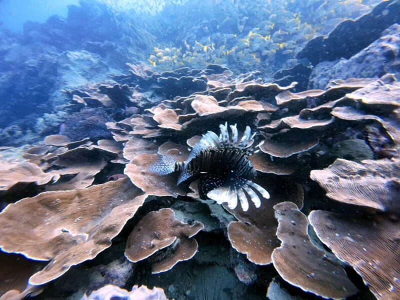 Phuket: Racha Yai 2-Fun Dives or Snorkeling Trip w/Transfer - Who Should Consider This Tour?