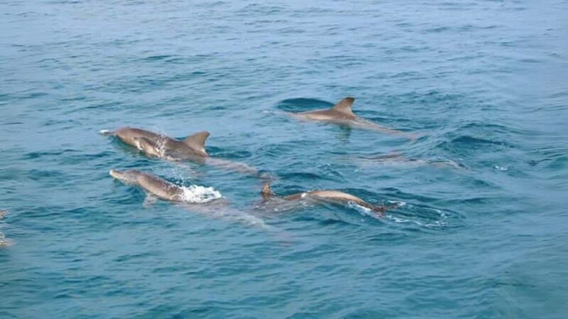 Phuket: Raya Island, Maithon Island, & Dolphin Spotting Tour - Who Should Consider This Tour?
