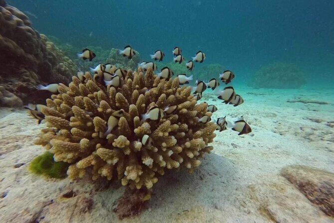 Phuket: Scuba Dive Racha and Coral Islands with Snorkeling Tour - Who Should Consider This Tour?