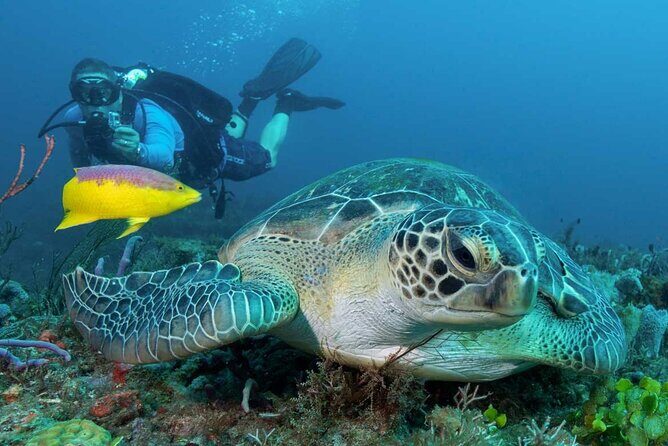 Phuket Scuba Diving and Snorkeling Offshore 2 Islands Full-Day by Speed Boat - Who Is This Tour Best For?