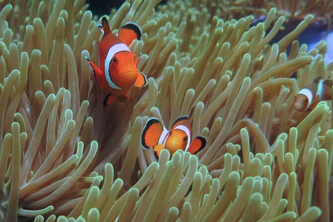 Phuket Scuba Diving and Snorkeling Offshore 2 Islands Full-Day by Speed Boat - FAQs