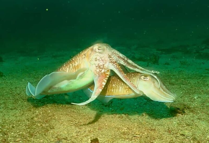 Phuket: SCUBA Diving Day Trip King Cruiser, Shark Point, KDM - FAQs