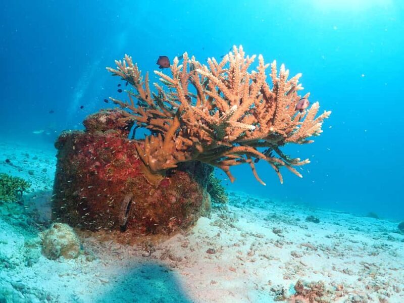 Phuket: SCUBA DIVING Day Trip Racha Yai/ Racha Noi 3 Dives - The Sum Up: Is This Trip Right for You?