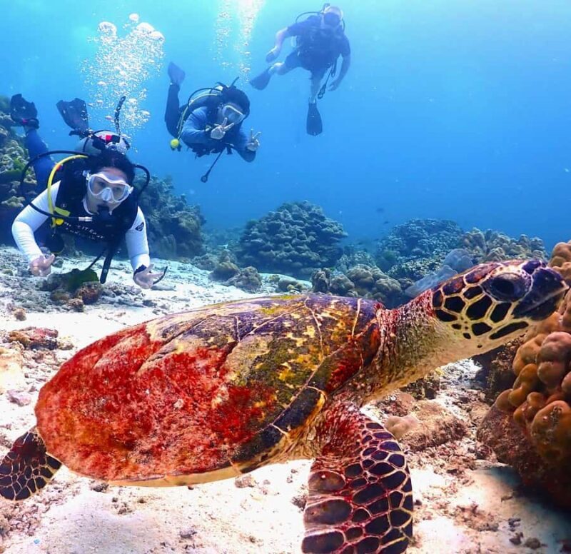 Phuket: Scuba Diving Maithon Or Racha Islands For All Levels - Introduction: A Well-Rounded Underwater Adventure