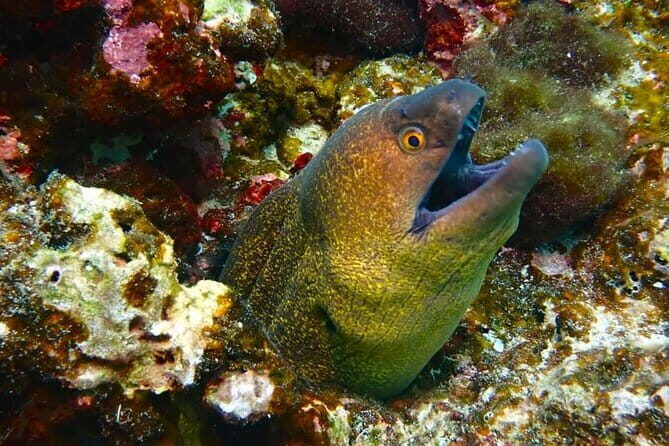 Phuket Scuba Diving Maiton Private Island Small Group or Snorkel - Frequently Asked Questions