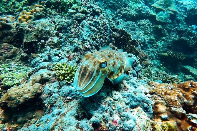 Phuket Scuba Diving: Racha Island Or Maiton Island For All Levels - Why This Tour Offers Great Value
