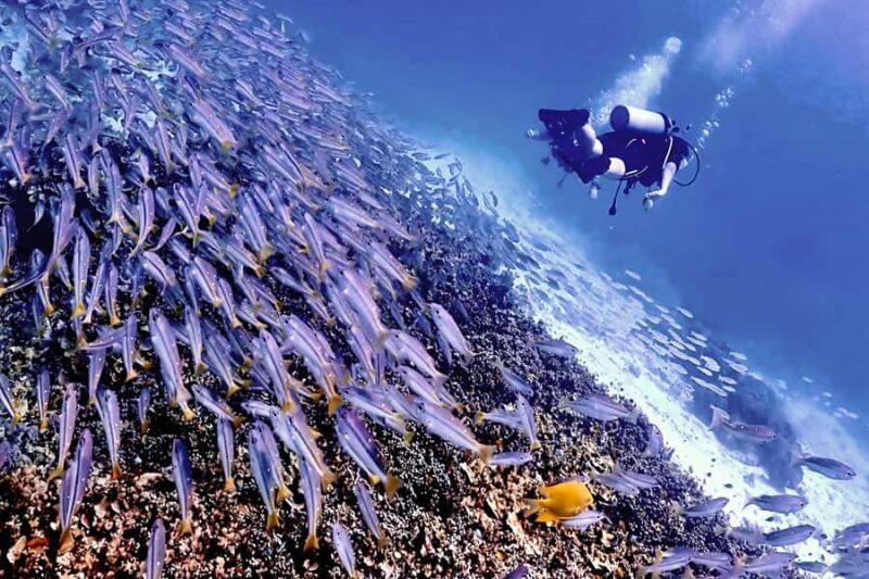 Phuket Scuba Diving Racha Islands 1-3 Dives For All Levels - The Sum Up