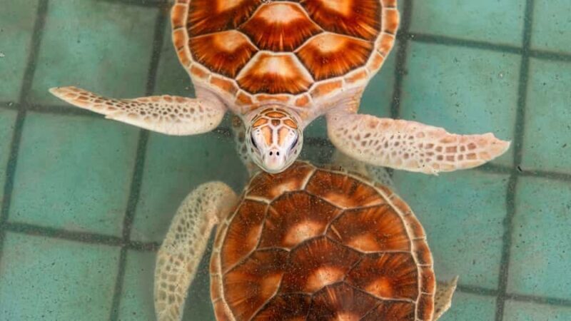 Phuket: Sea Turle Center,Temples,Tsunami & Elephant and More - In-Depth Analysis: Is It Worth It?