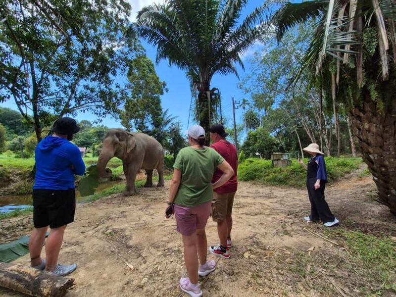 Phuket: Sea Turle Center,Temples,Tsunami & Elephant and More - Who Is This Tour Best Suited For?