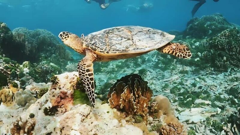 Phuket: Similan Island by Speedboat - FAQs
