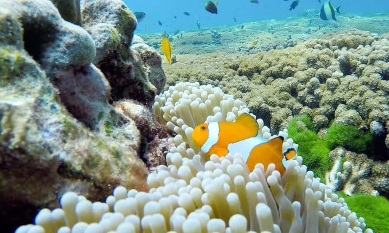 Phuket: Similan Island Full-Day Trip by Speedboat with Meals - Final Thoughts: Who Should Consider This Tour?