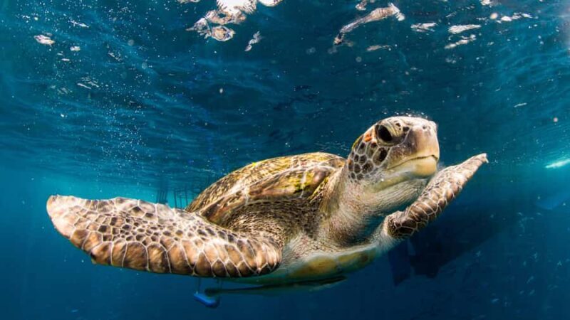 Phuket: Similan Islands Tour by Premium Speed Catamaran - Starting the Day: Comfort and Convenience