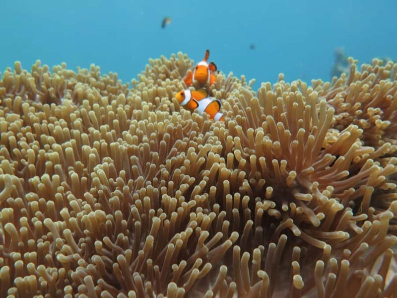 Phuket: Similan The Hidden Paradise Sea Tour - An Introduction to the Tour Experience