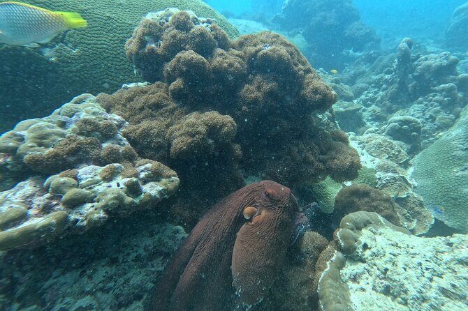 Phuket: Stunning Night Dive from the shore - Key Points