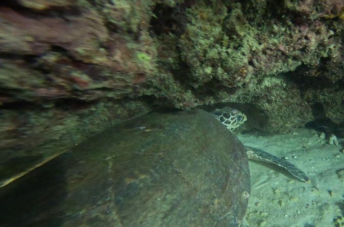 Phuket: Stunning Night Dive from the shore - The Experience Provider: Dives Guru