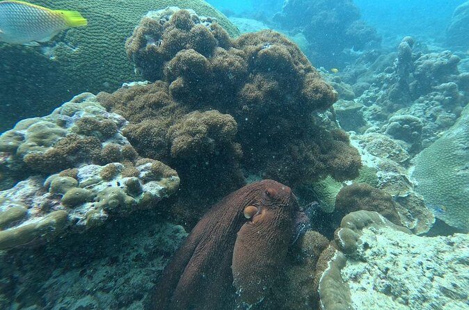 Phuket: Stunning Night Dive from the shore - Who Will Love This Tour?