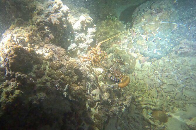 Phuket: Stunning Night Dive from the shore - The Sum Up