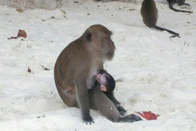 Phuket to Phi Phi Islands by Speedboat - Frequently Asked Questions